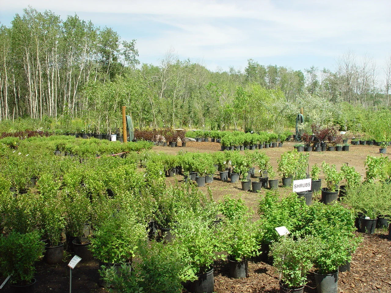 Photo Gallery — E-Tree, The Tree Farm