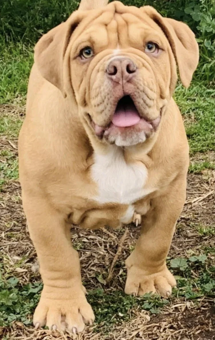 Dirranbandi Retreat and Caravan Park