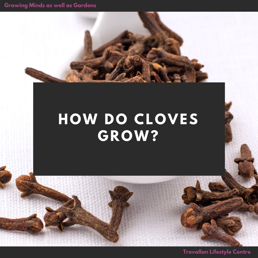 Clove Tree Fruit