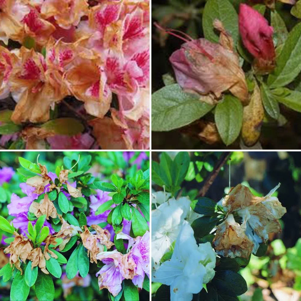 Managing Azalea Petal Blight: Prevention and Treatment Tips for Healthy ...