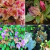 Managing Azalea Petal Blight: Prevention and Treatment Tips for Healthy ...