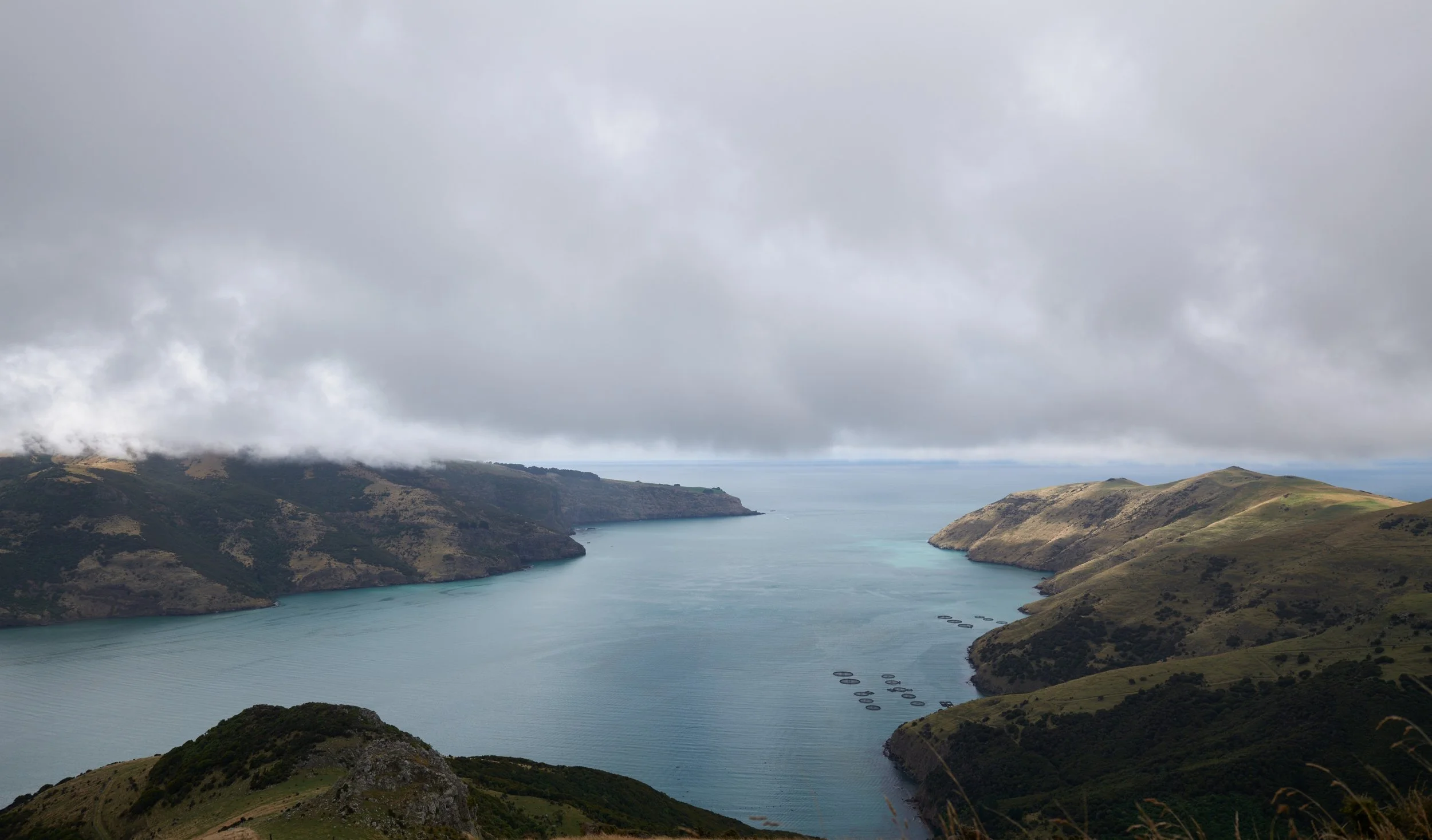 Akaroa King Salmon — Discover Seafood