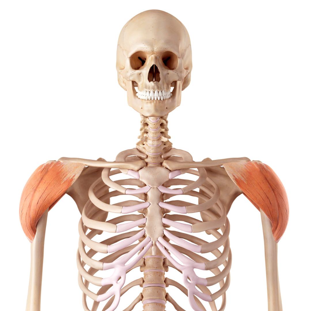 How to build big, strong, durable shoulders at home — Adventure Driven ...