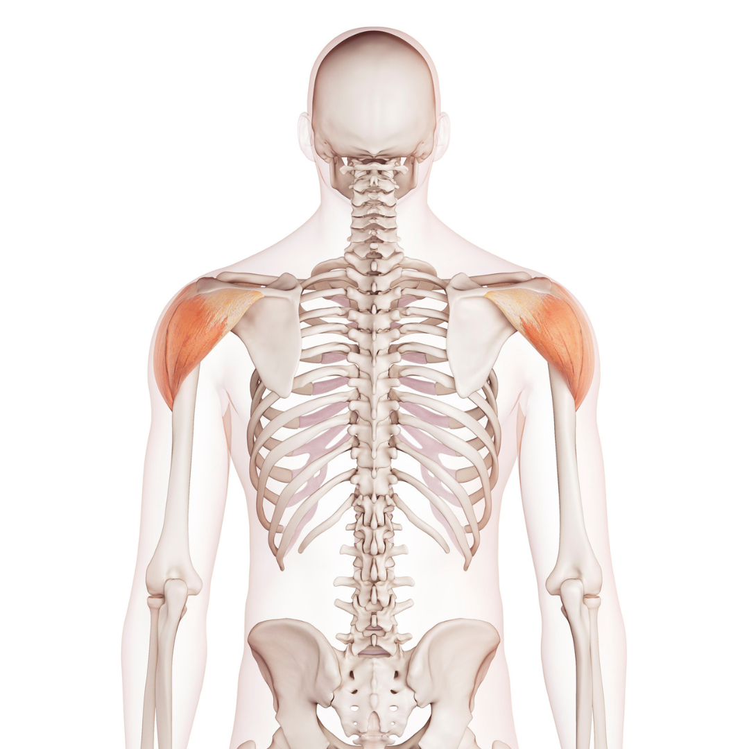 How to build big, strong, durable shoulders at home — Adventure Driven ...