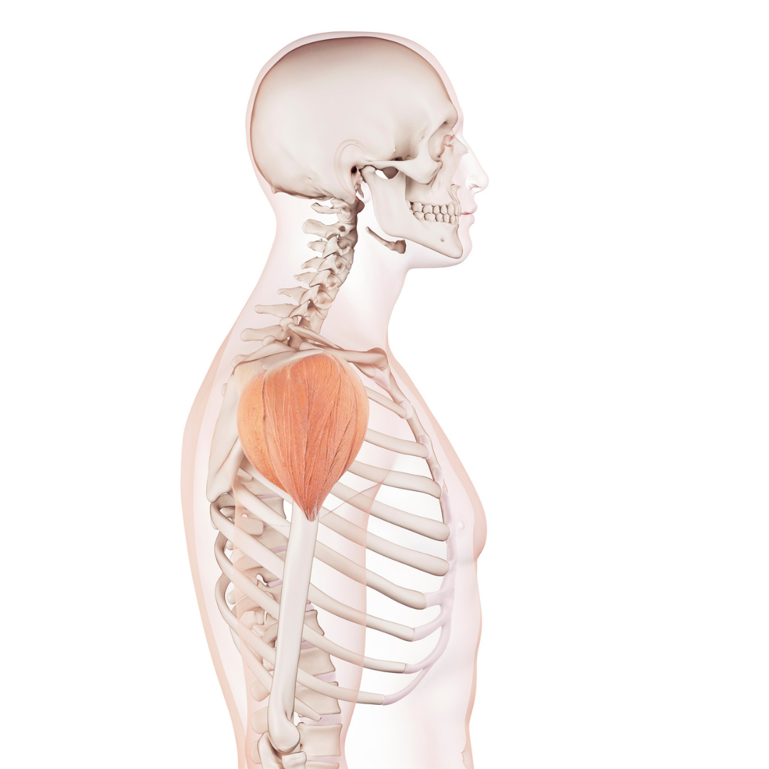 How to build big, strong, durable shoulders at home — Adventure Driven ...