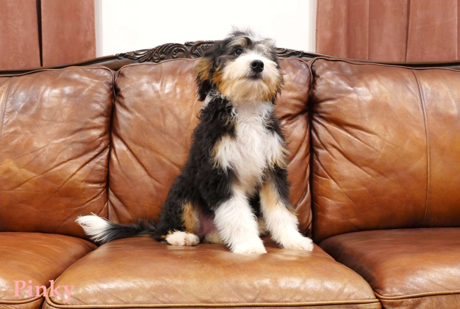 Trained Bernedoodle Puppies For Sale — Golden Savannah - Bernedoodles