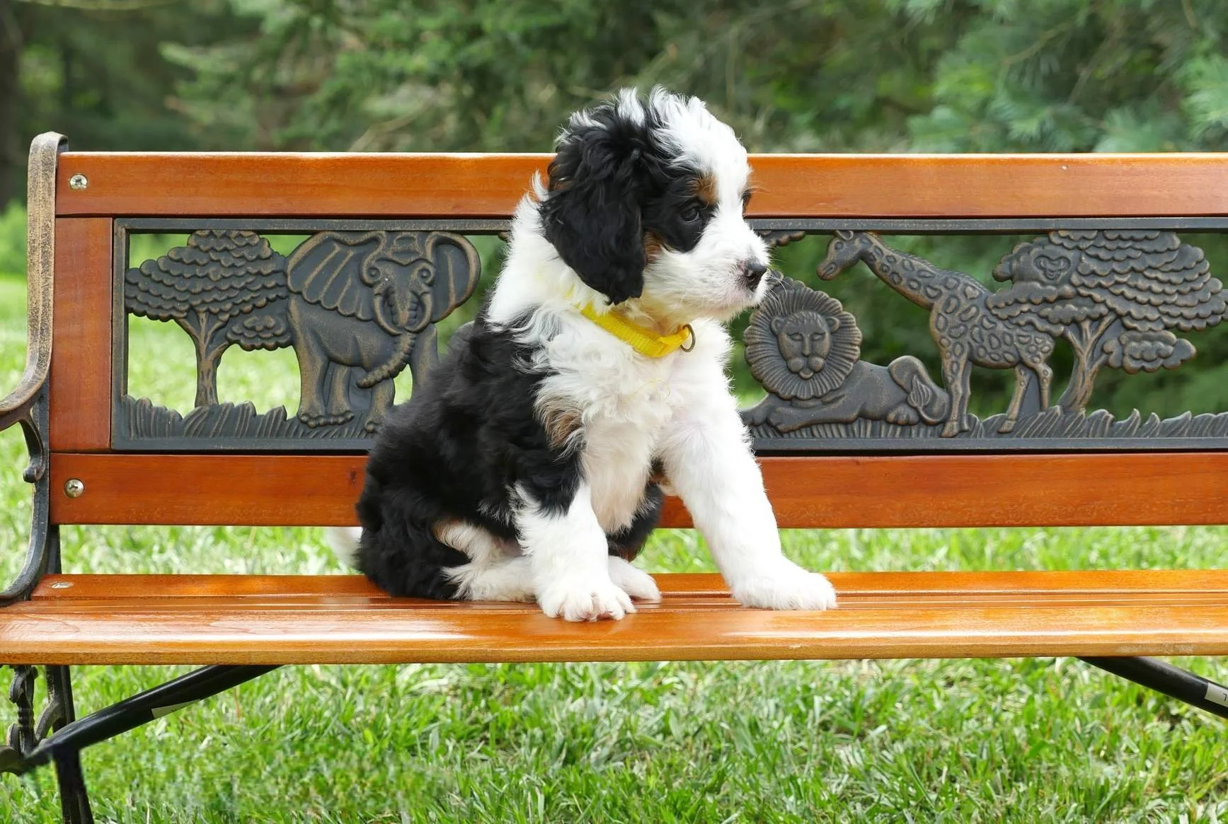 Trained Bernedoodle Puppies Atlanta — Golden Savannah - Bernedoodles