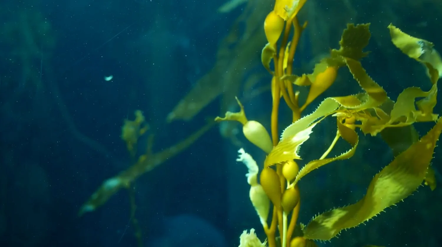 Patagonia Biotecnología busca potenciar mercado de algas en Chile y ...