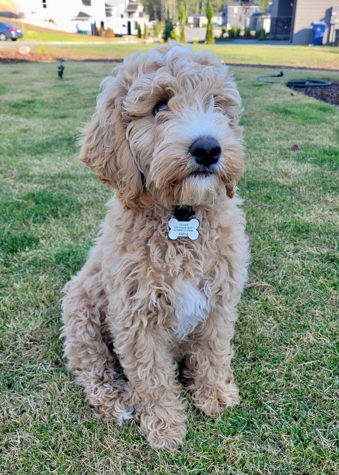 Meet Our Top Labradoodle Breeding Dogs — Kerry's Labradoodles of Seattle