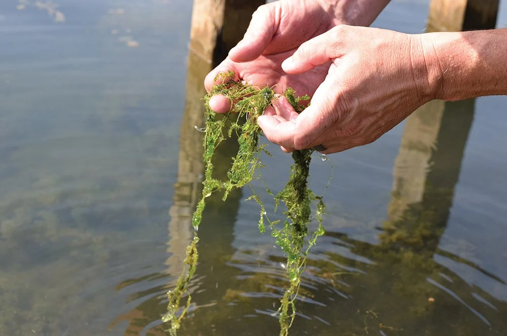 Pond Algae Identification