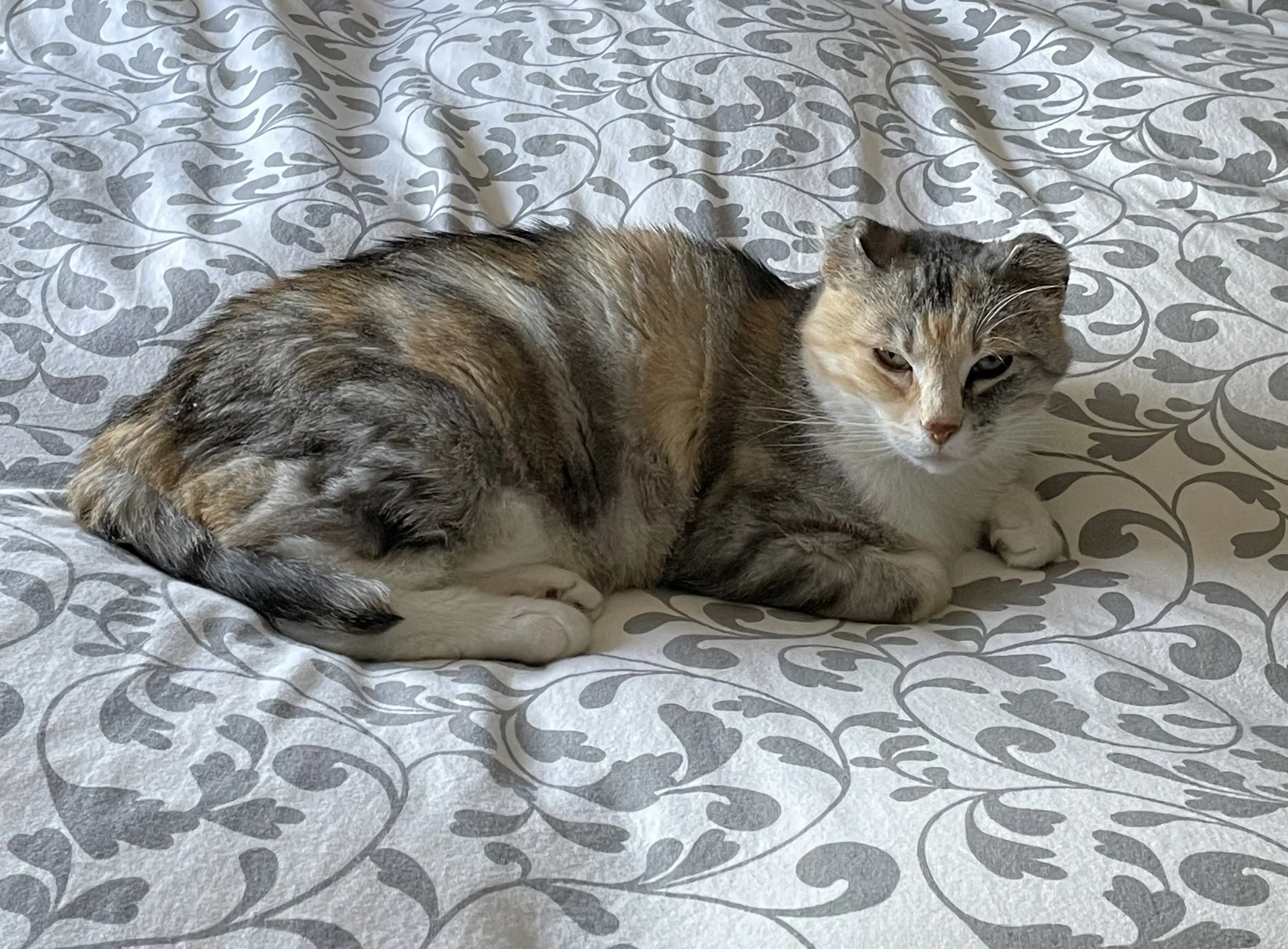 Xena — SCAT Street Cat Rescue
