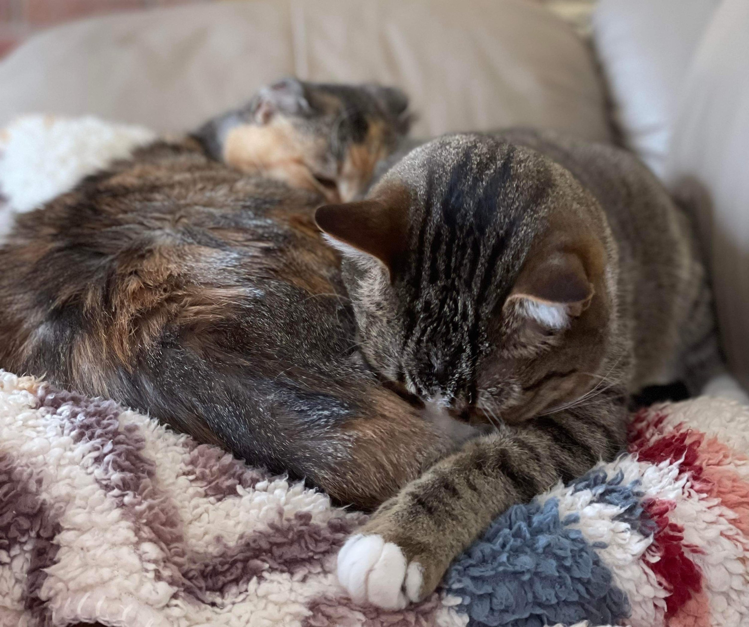 Xena — SCAT Street Cat Rescue