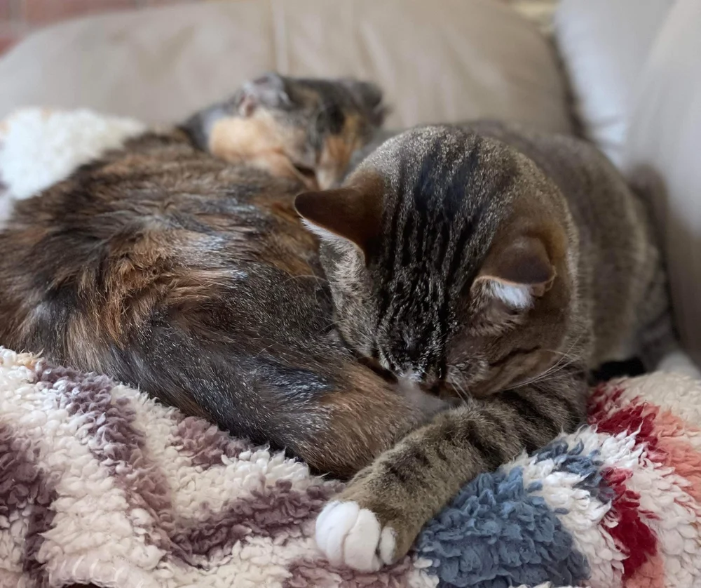 Xena — SCAT Street Cat Rescue