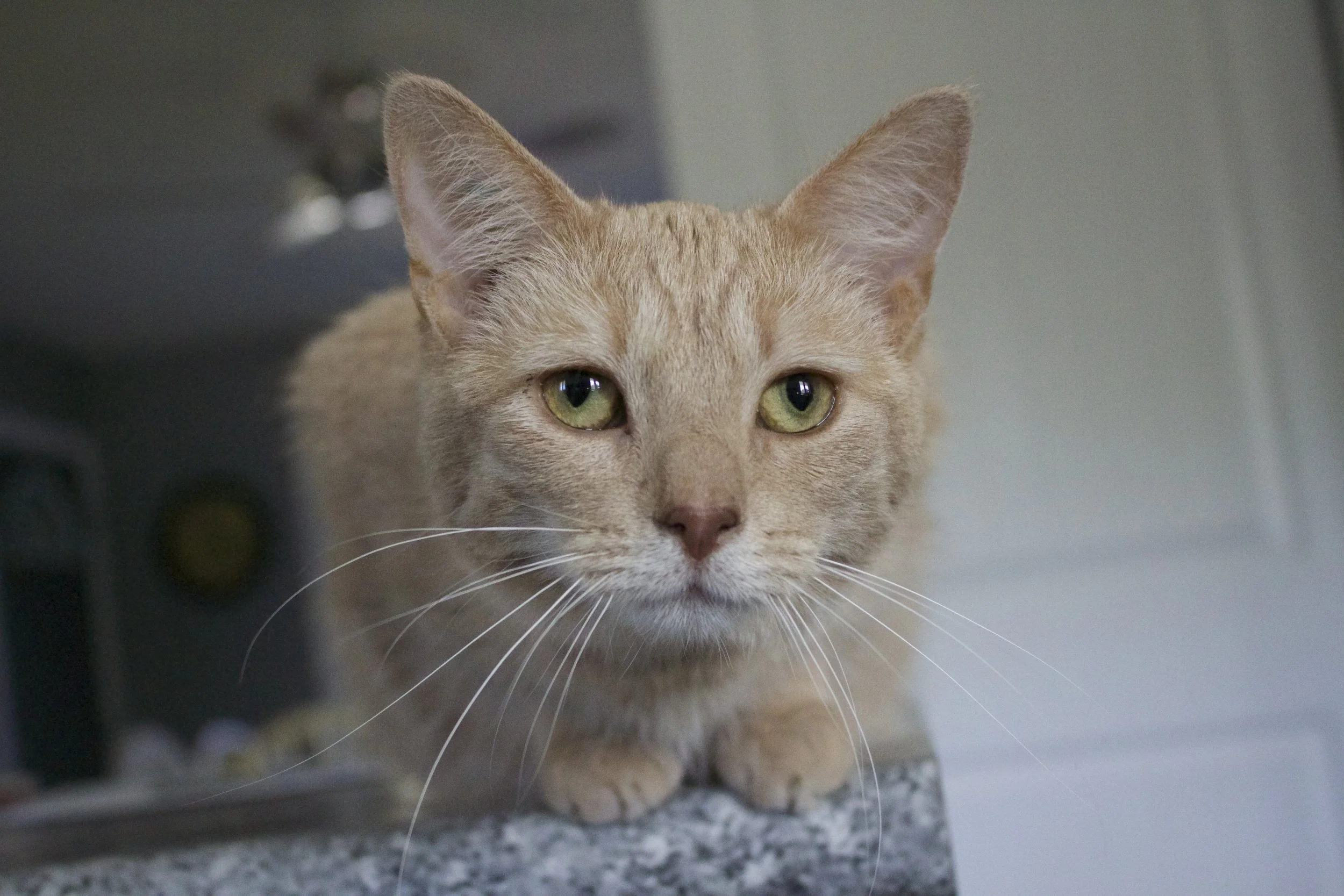 Rafaella — SCAT Street Cat Rescue