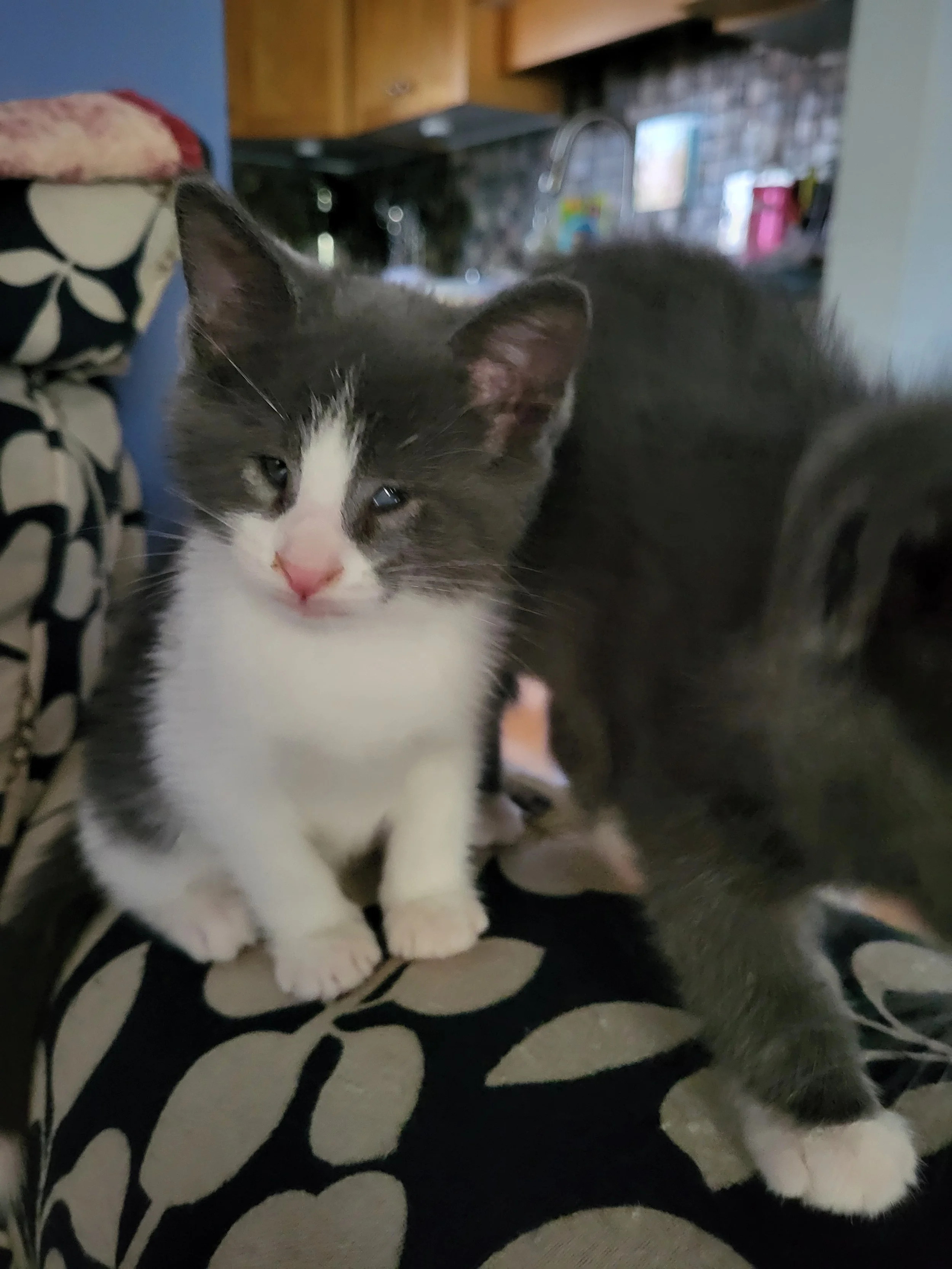 In Progress — SCAT Street Cat Rescue