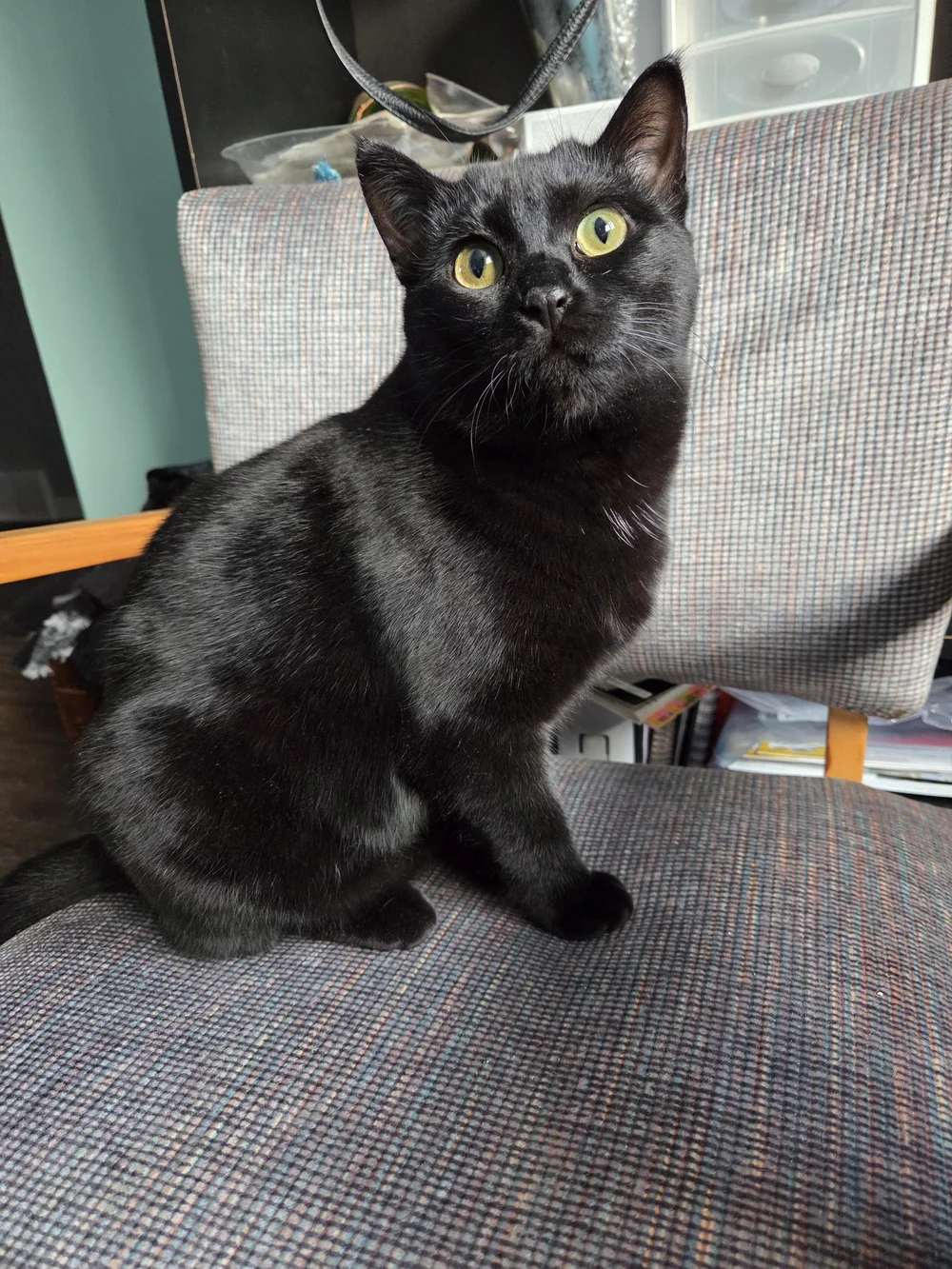 Hortencia — SCAT Street Cat Rescue