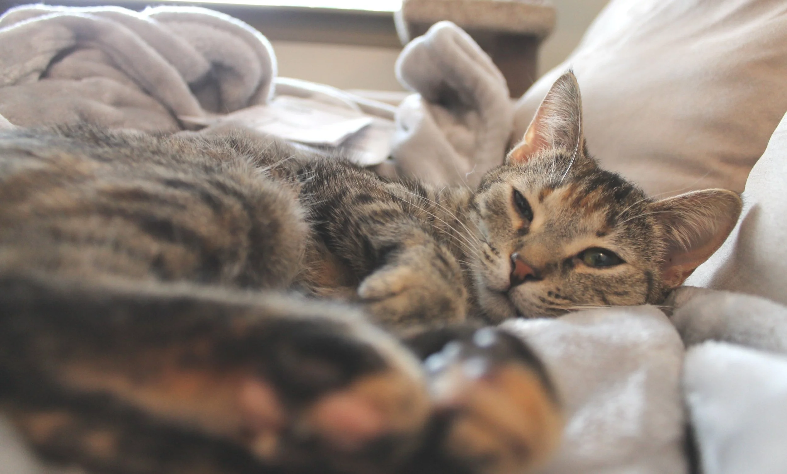 Cat Care Basics — SCAT Street Cat Rescue