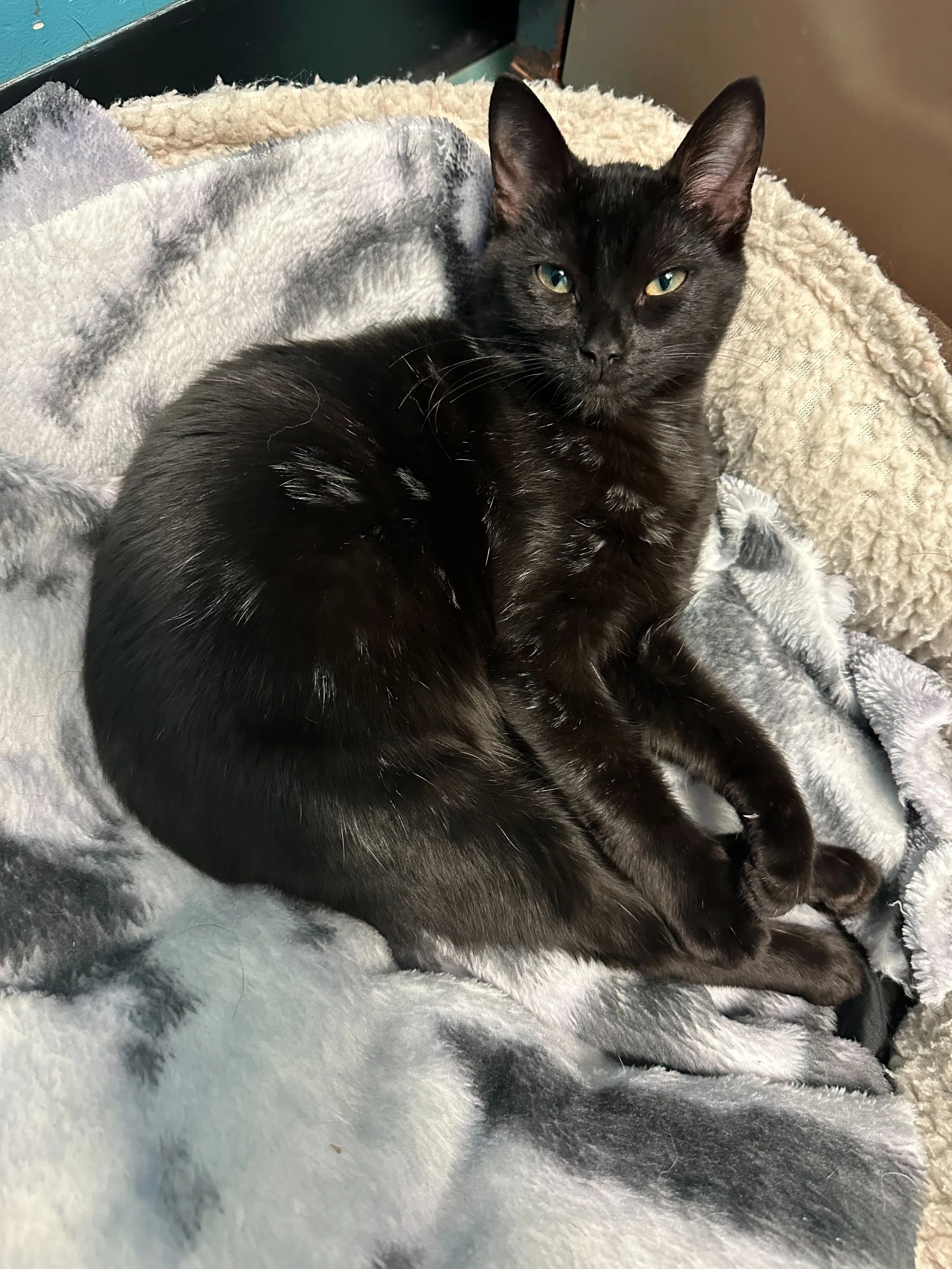 Farrah Cat