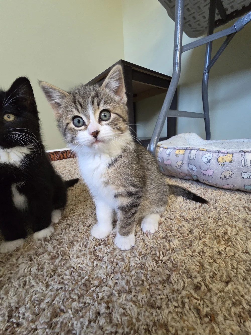 Dallas — SCAT Street Cat Rescue