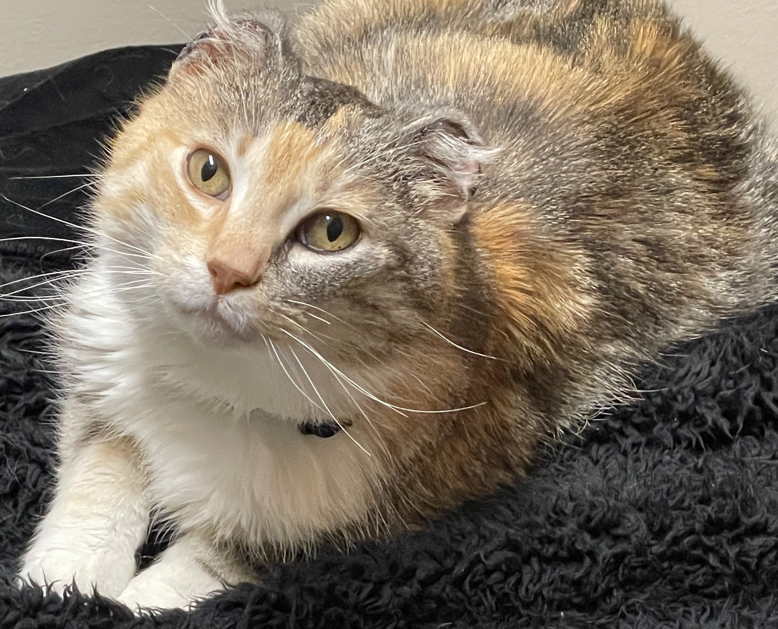 Xena — SCAT Street Cat Rescue