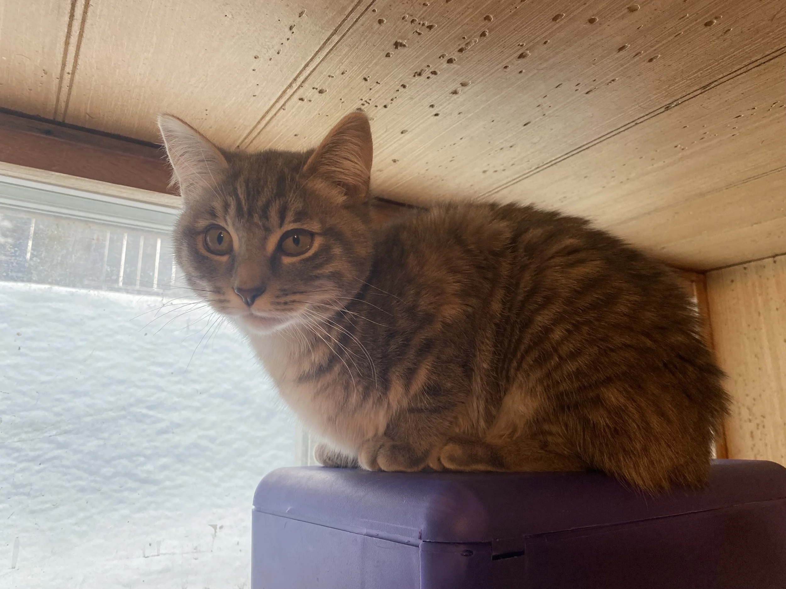 Quack Grass — SCAT Street Cat Rescue