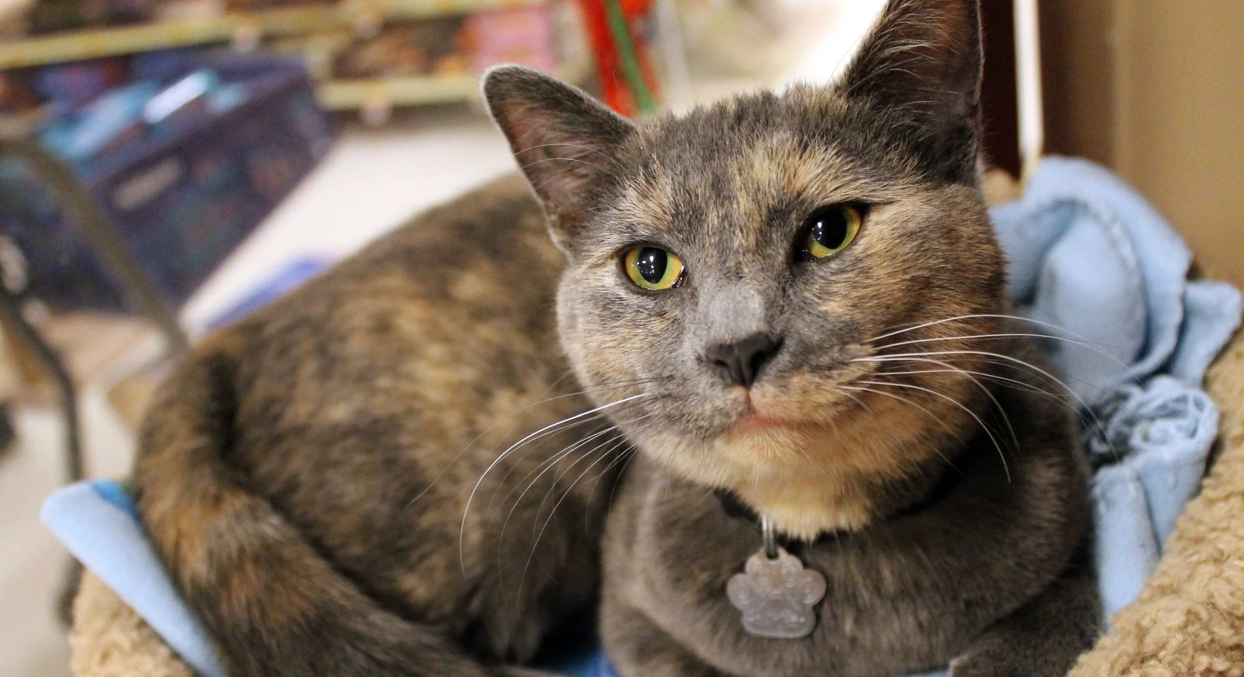 Rehoming Your Cat — SCAT Street Cat Rescue