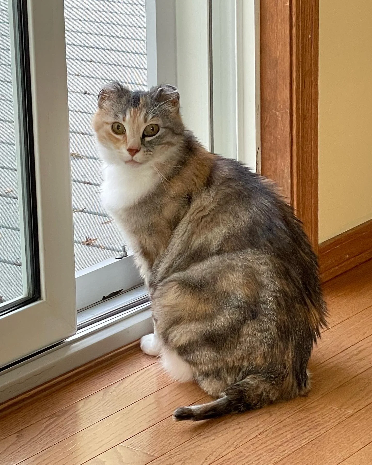 Xena — SCAT Street Cat Rescue