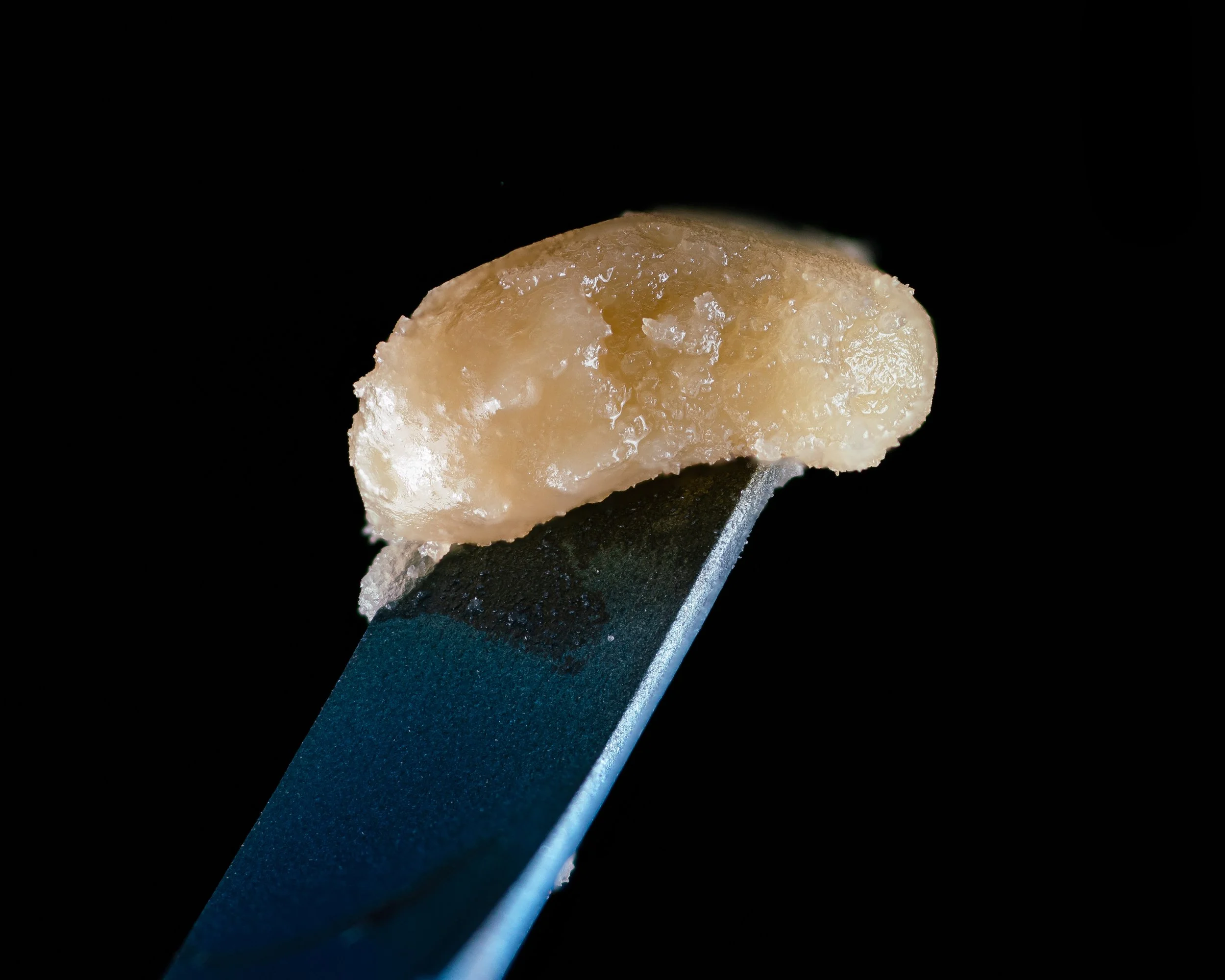 Cicada Labs