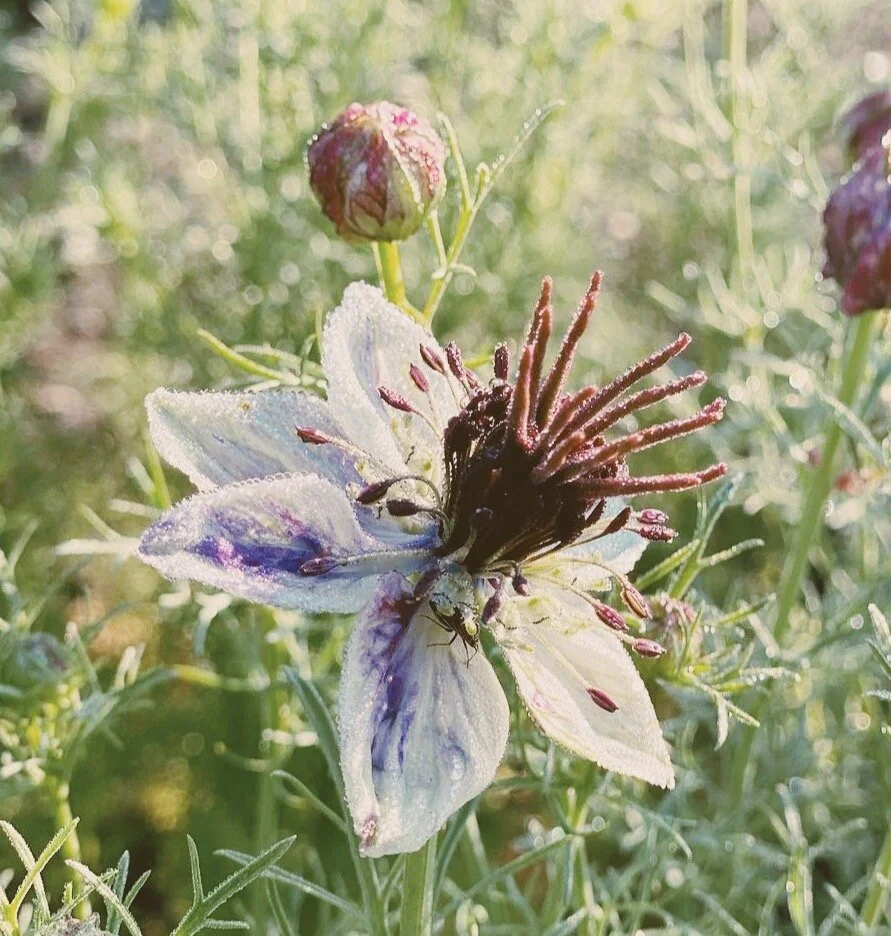Contact us via Email, Facebook, or Instagram — Fields Of Grace Flower Farm