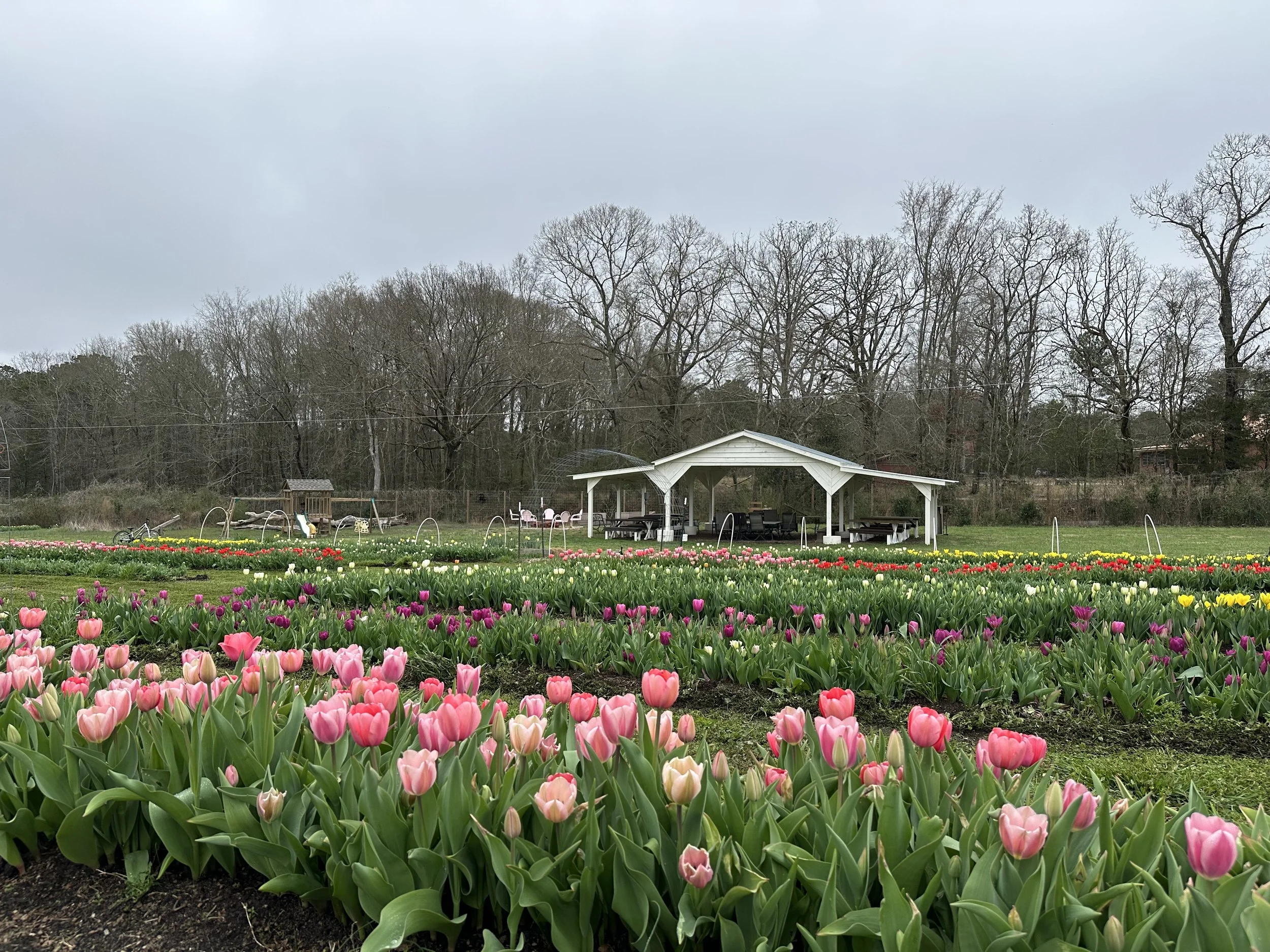 STORE | Seasonal Flowers & more! — Fields Of Grace Flower Farm