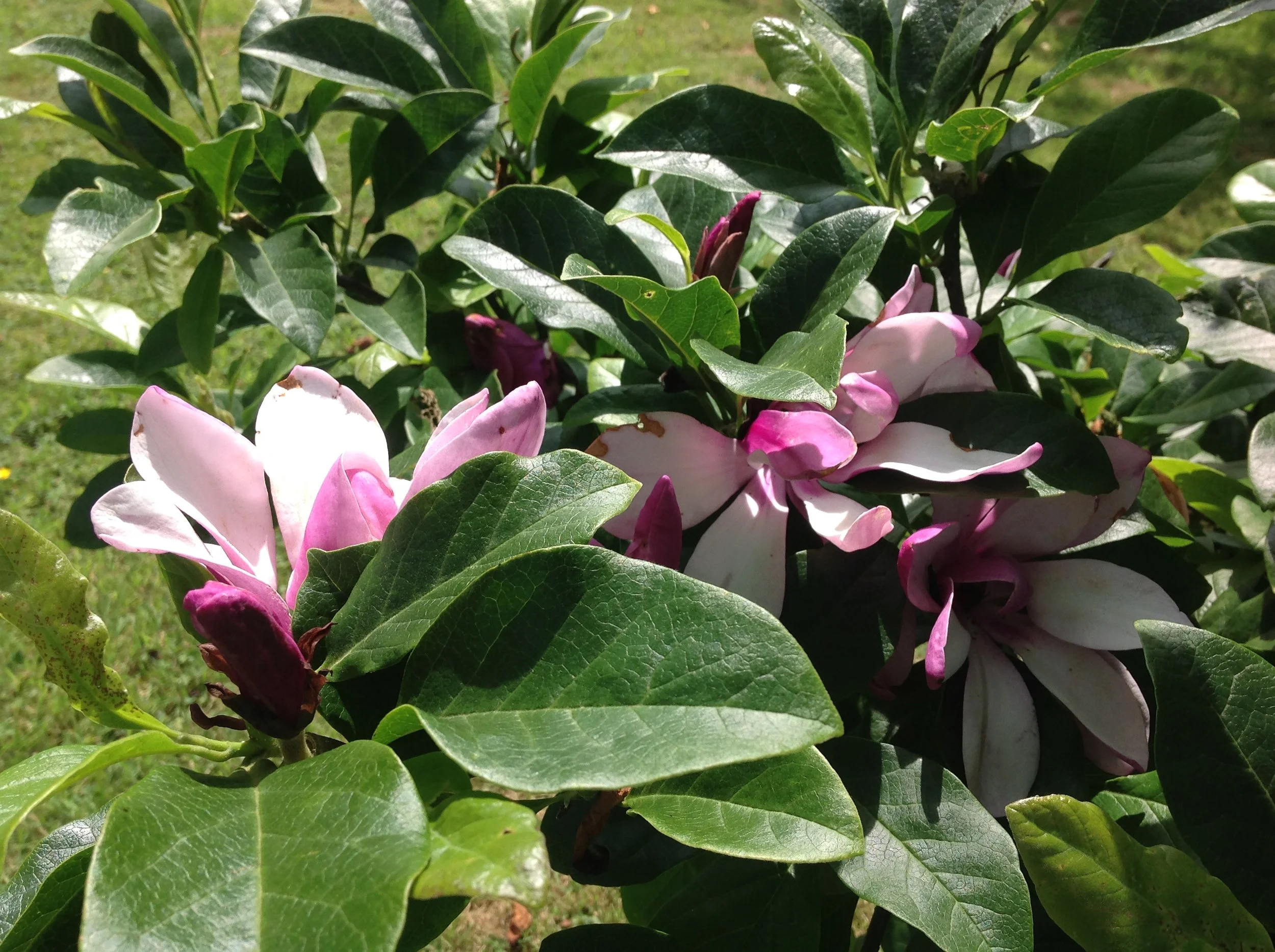 VISIT — The Garden of the Groves