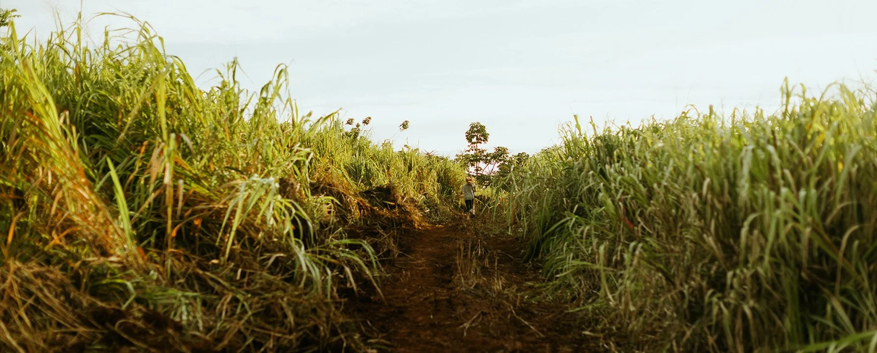 Ultimate Hawaiian Trail Run