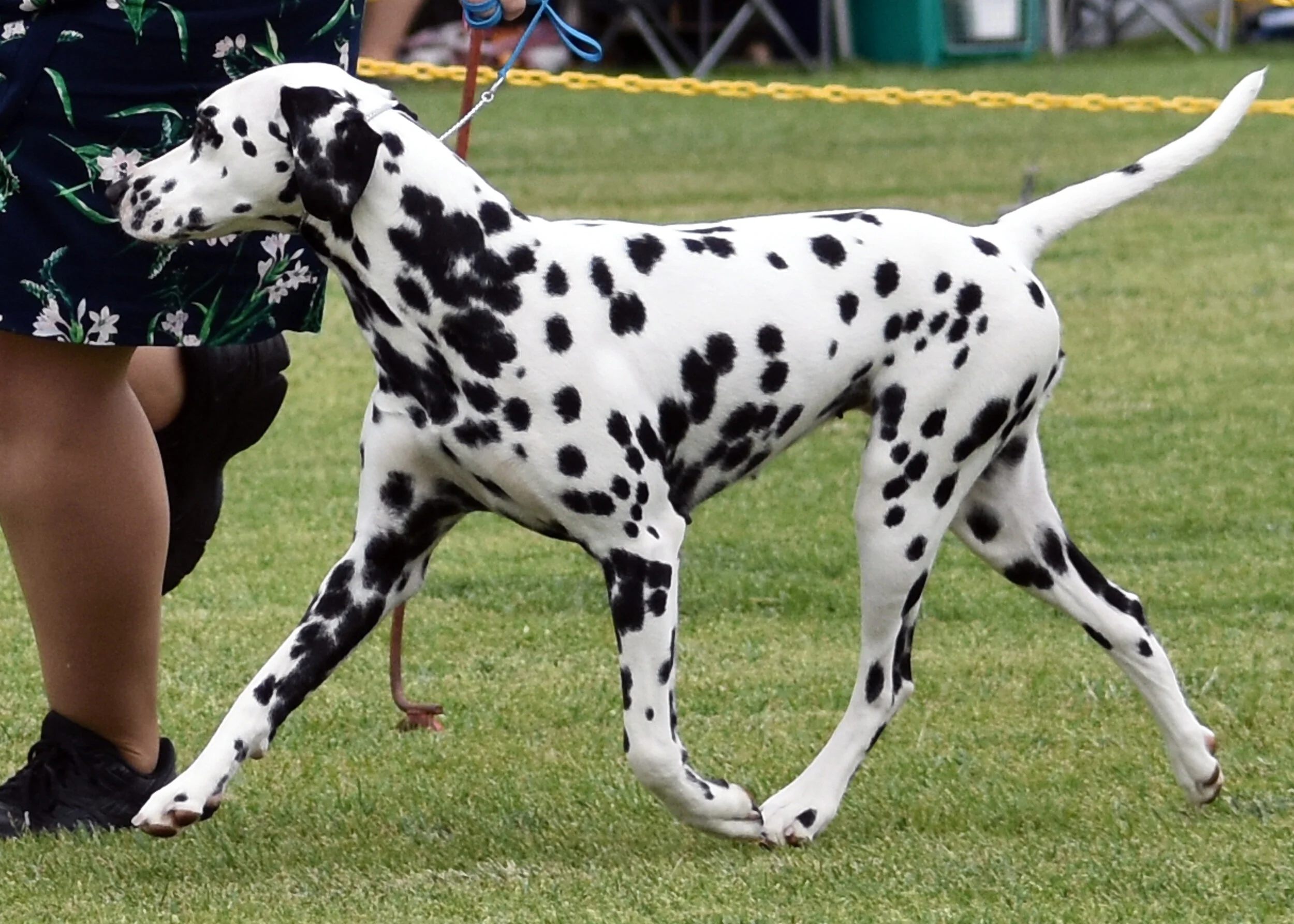 About 5 — Dalmatian Club of Victoria
