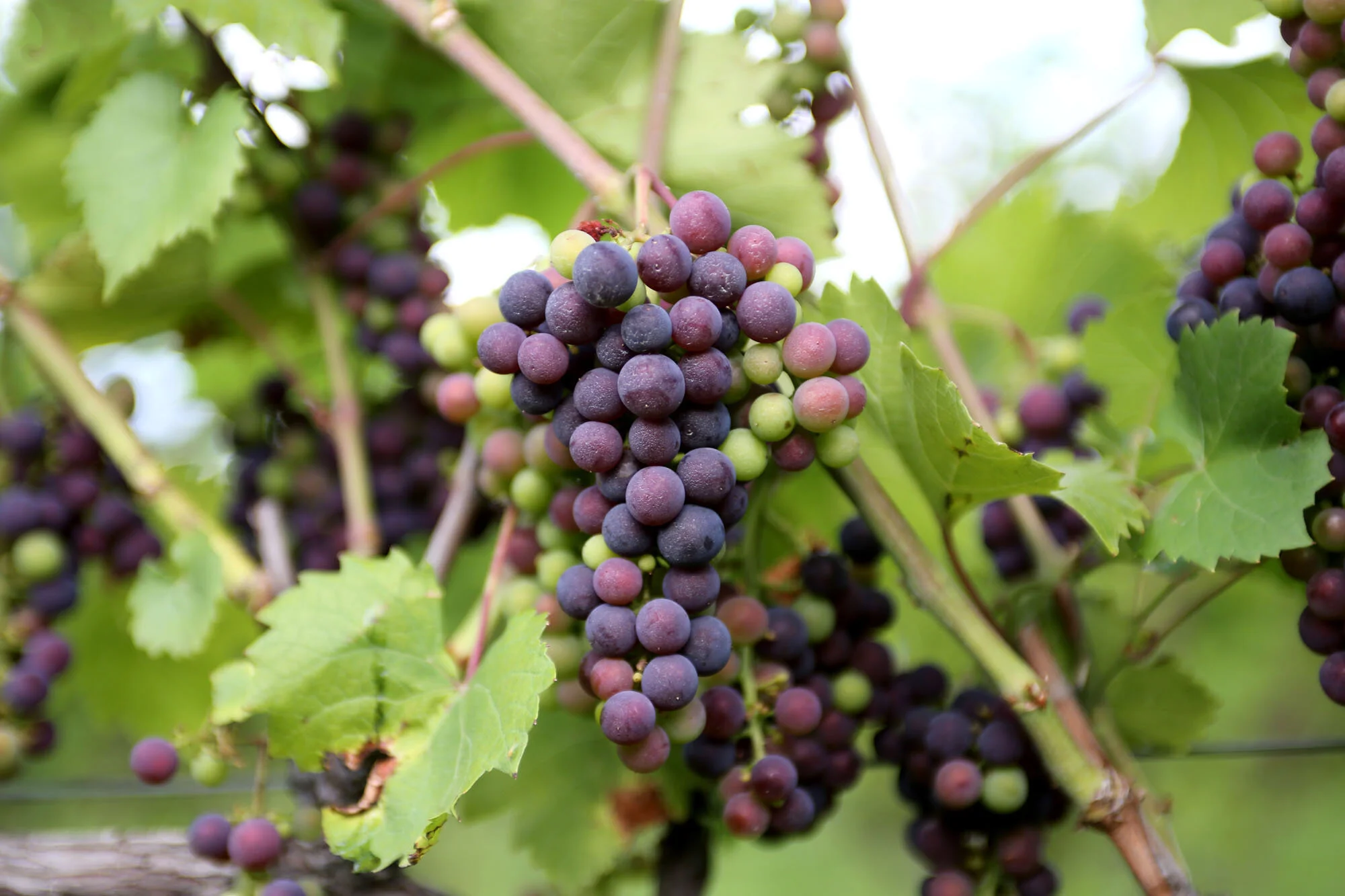 The Vineyard — Sovereign Estate