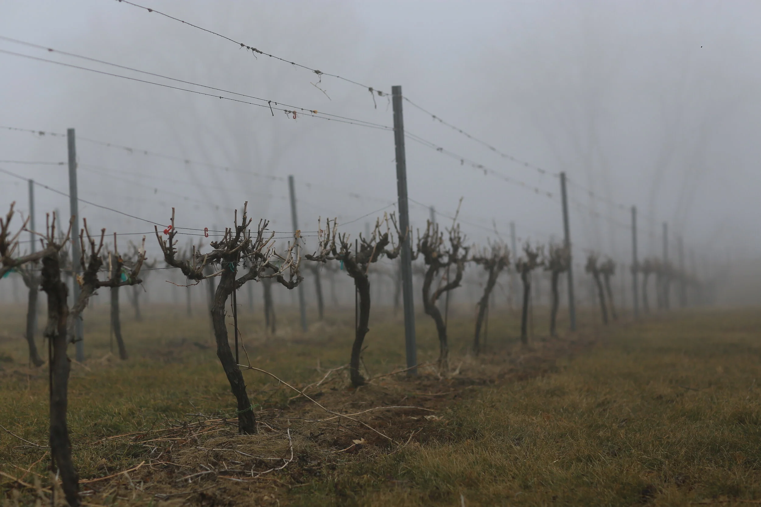 The Vineyard — Sovereign Estate