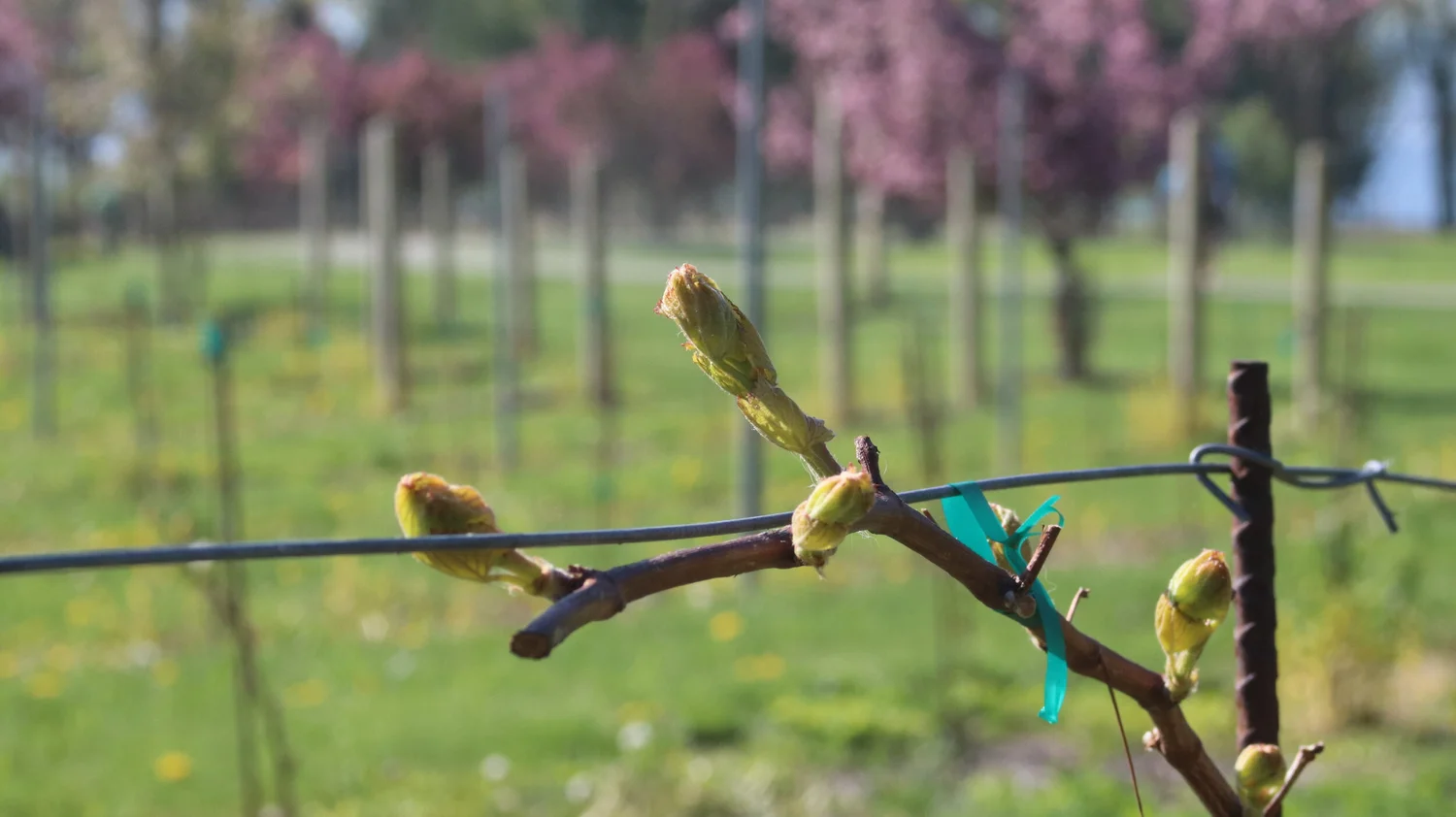 The Vineyard — Sovereign Estate