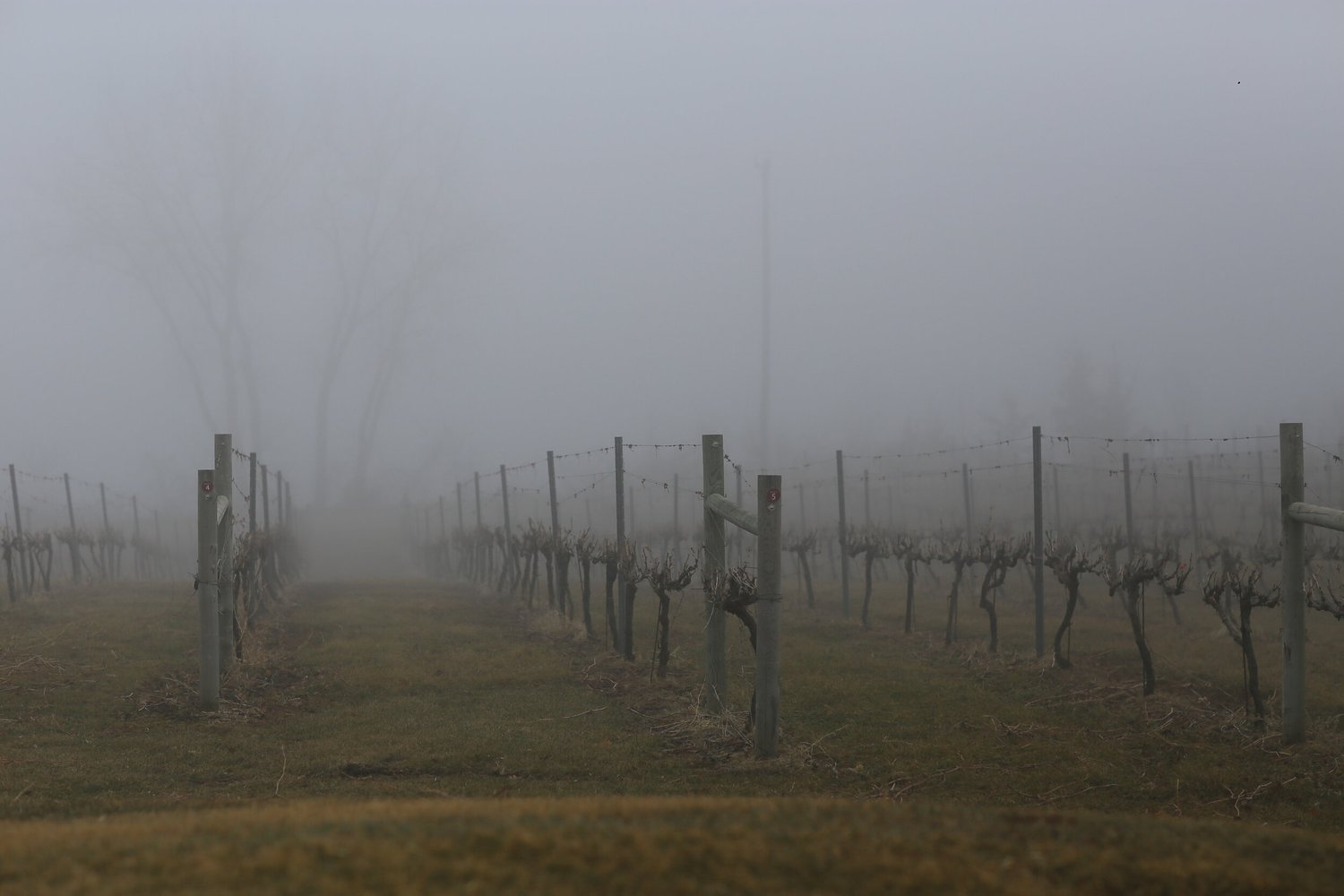 The Vineyard — Sovereign Estate