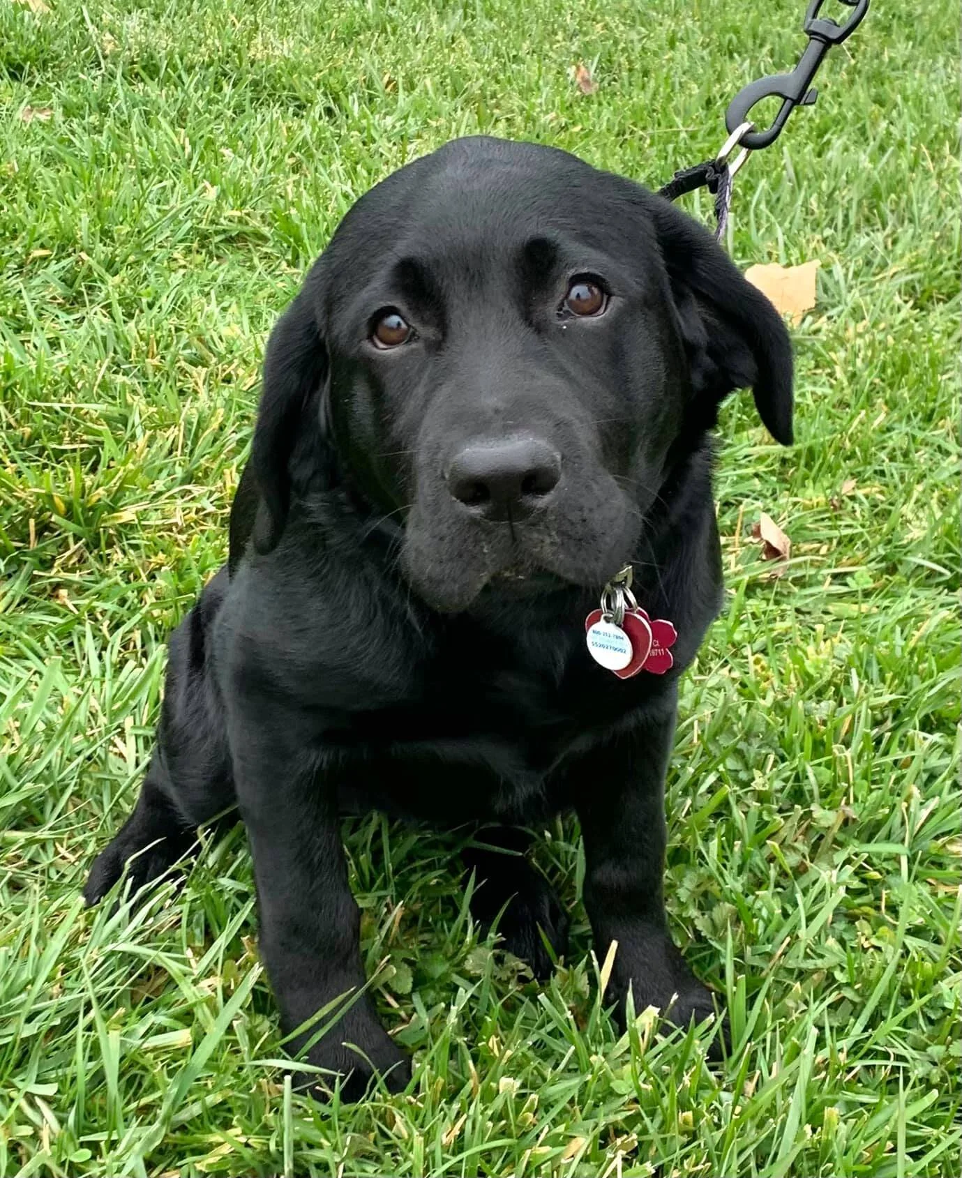 K-9 Camp Dog Obedience School