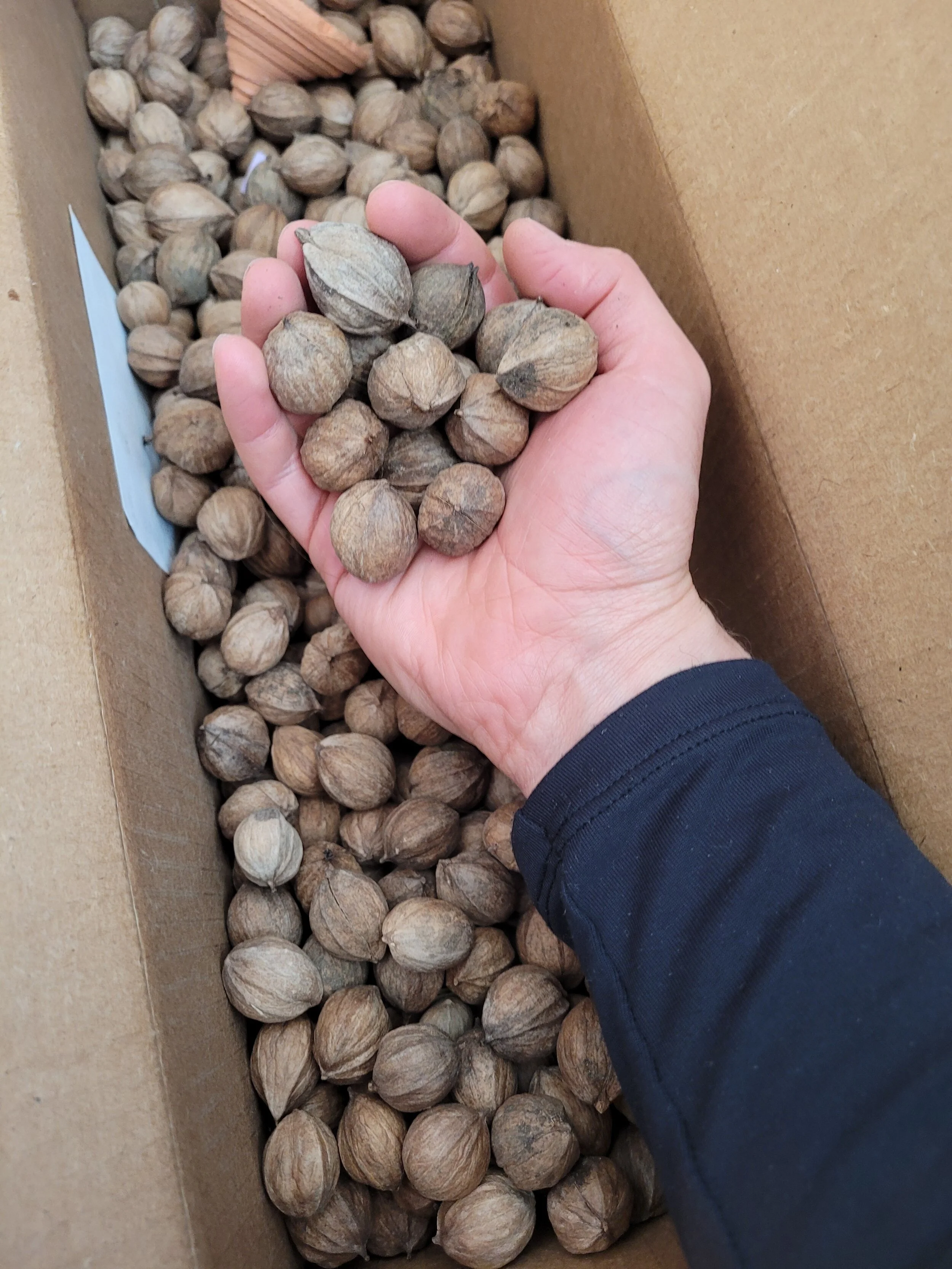 Peach — Nuts & Bolts Nursery Co-Op