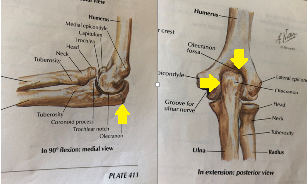 The Perfect Plank — Kim Burns DPT, OCS