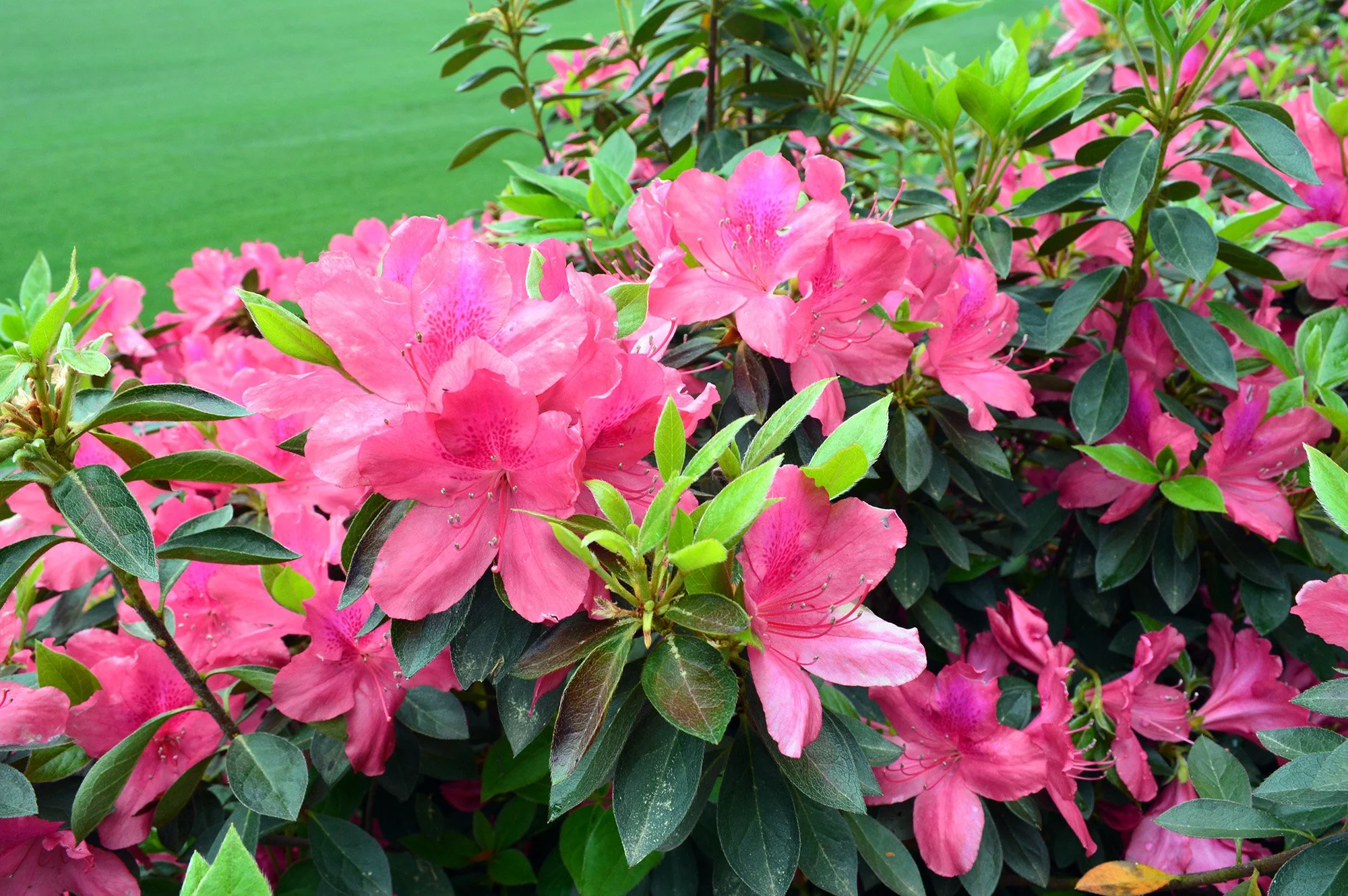 The Ins & Outs of Augusta National Golf Club, Host of the Masters ...