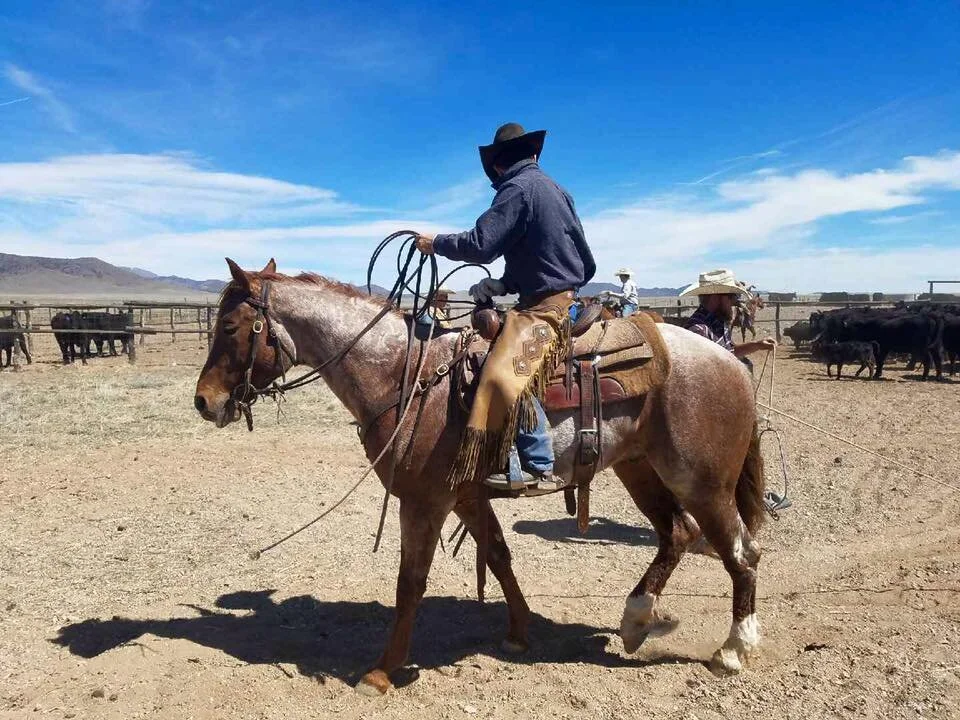 About — Brady Weaver Performance Horses