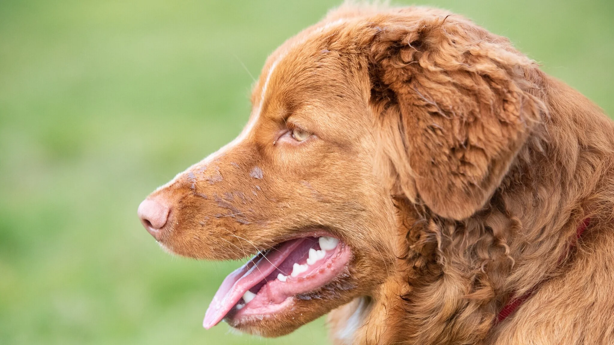 About Tollers — Nova Scotia Duck Tolling Retriever Club NZ