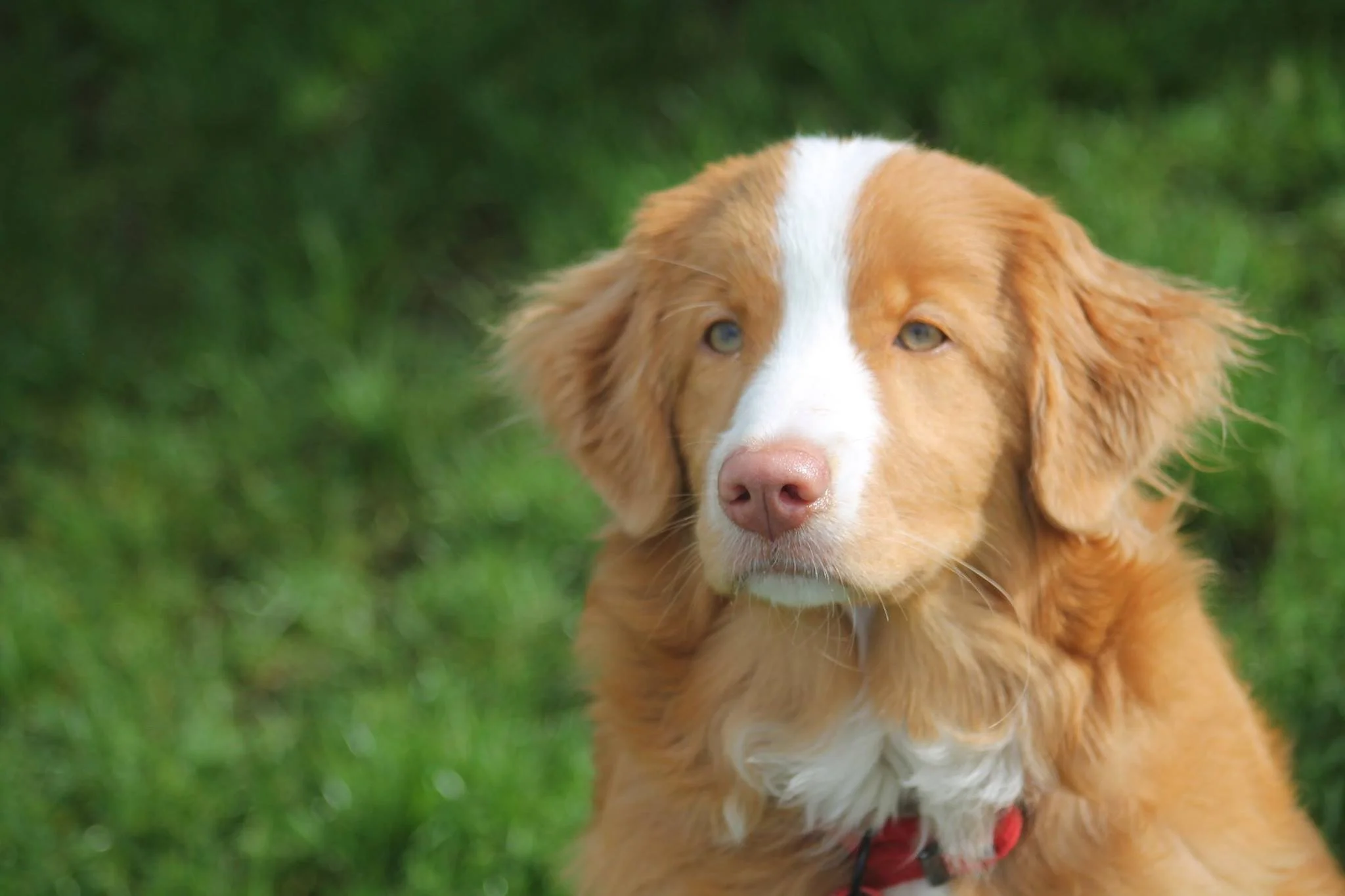 About Tollers — Nova Scotia Duck Tolling Retriever Club NZ