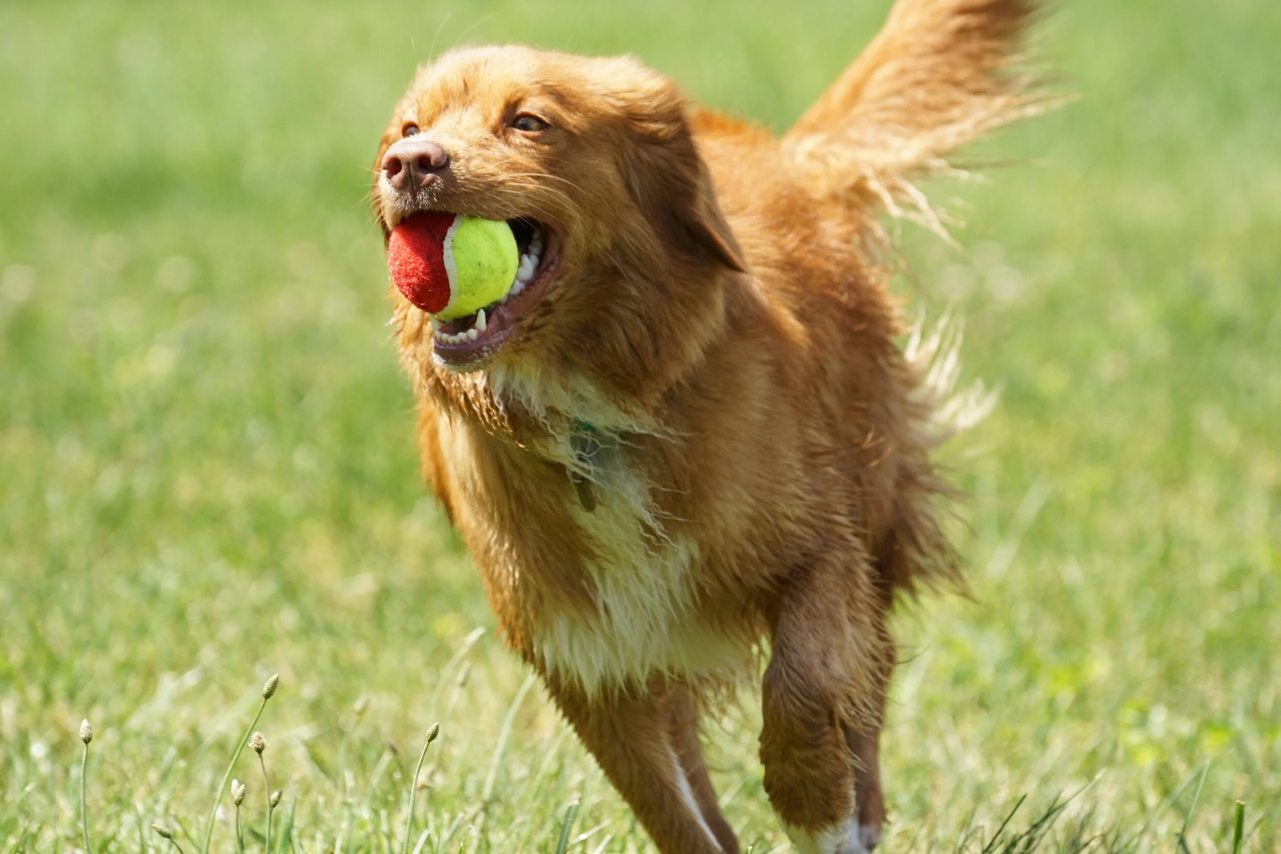 About Tollers — Nova Scotia Duck Tolling Retriever Club NZ