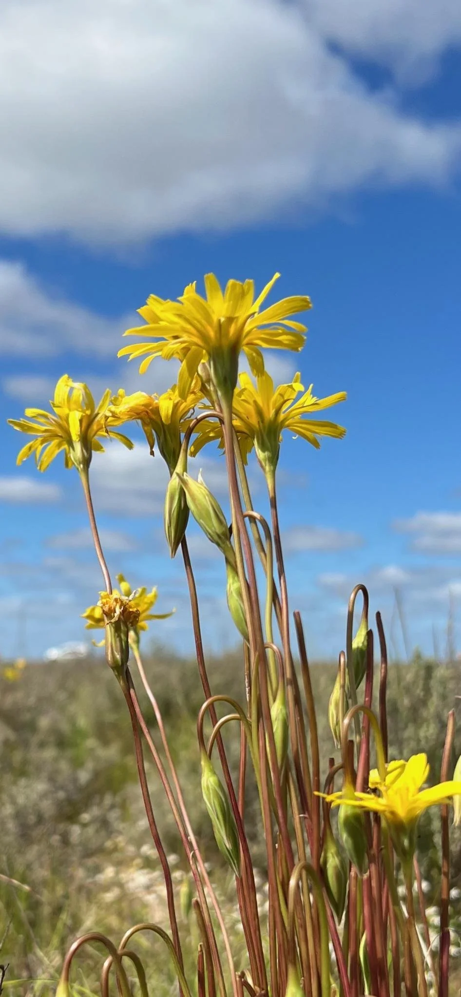 Rare native plant discovered on TSR — The Riverine Grazier
