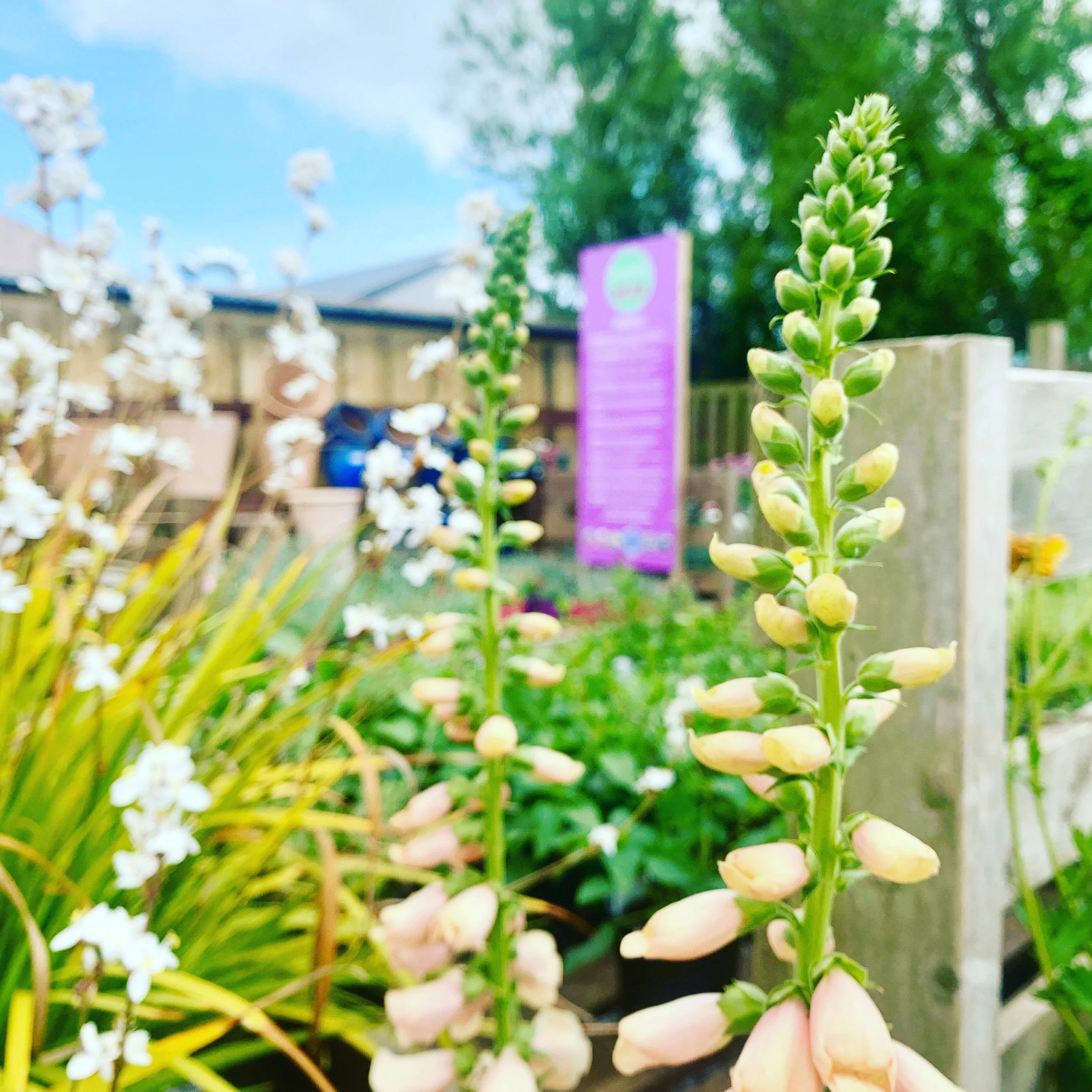 Trevisker Garden Centre