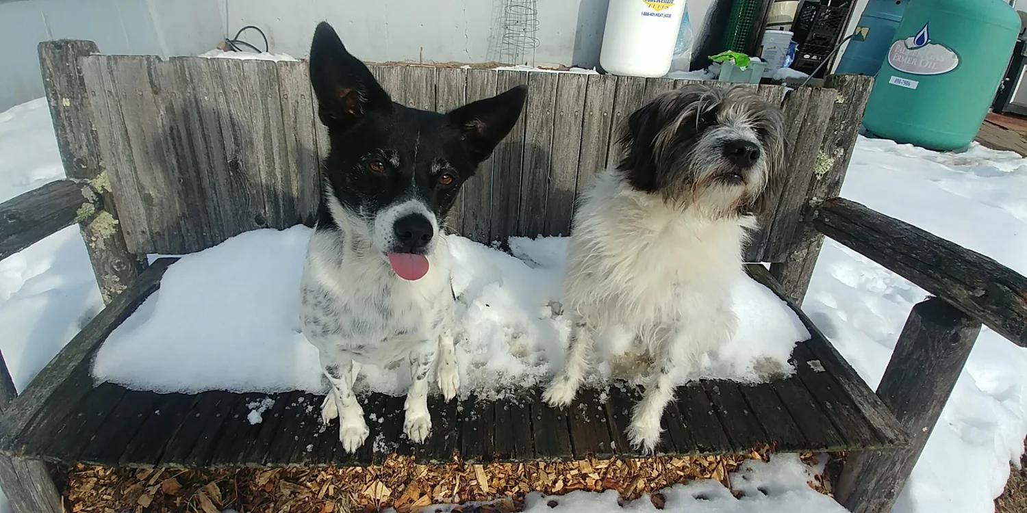 Our Animals — Fowl Manor Farm