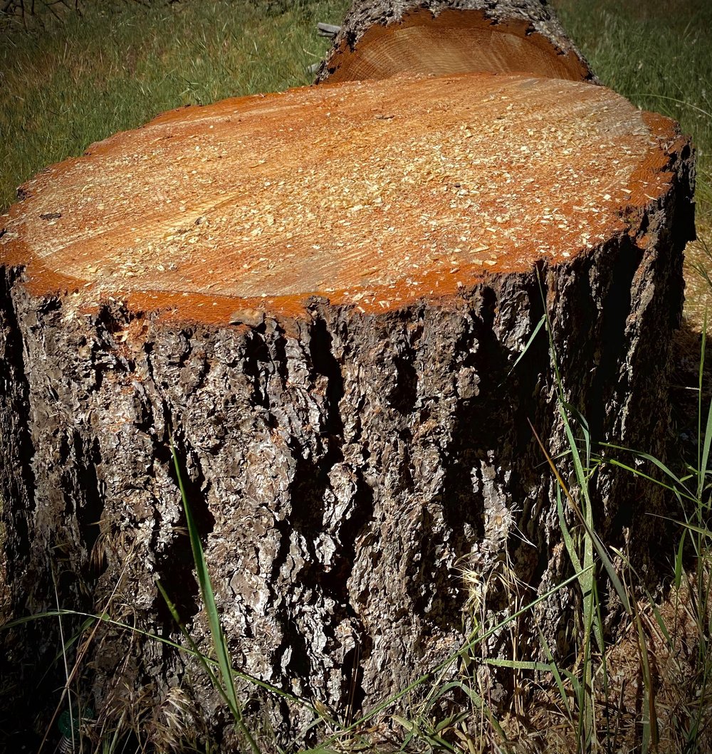 Paragon Tree Care Services — Paragon Tree Care