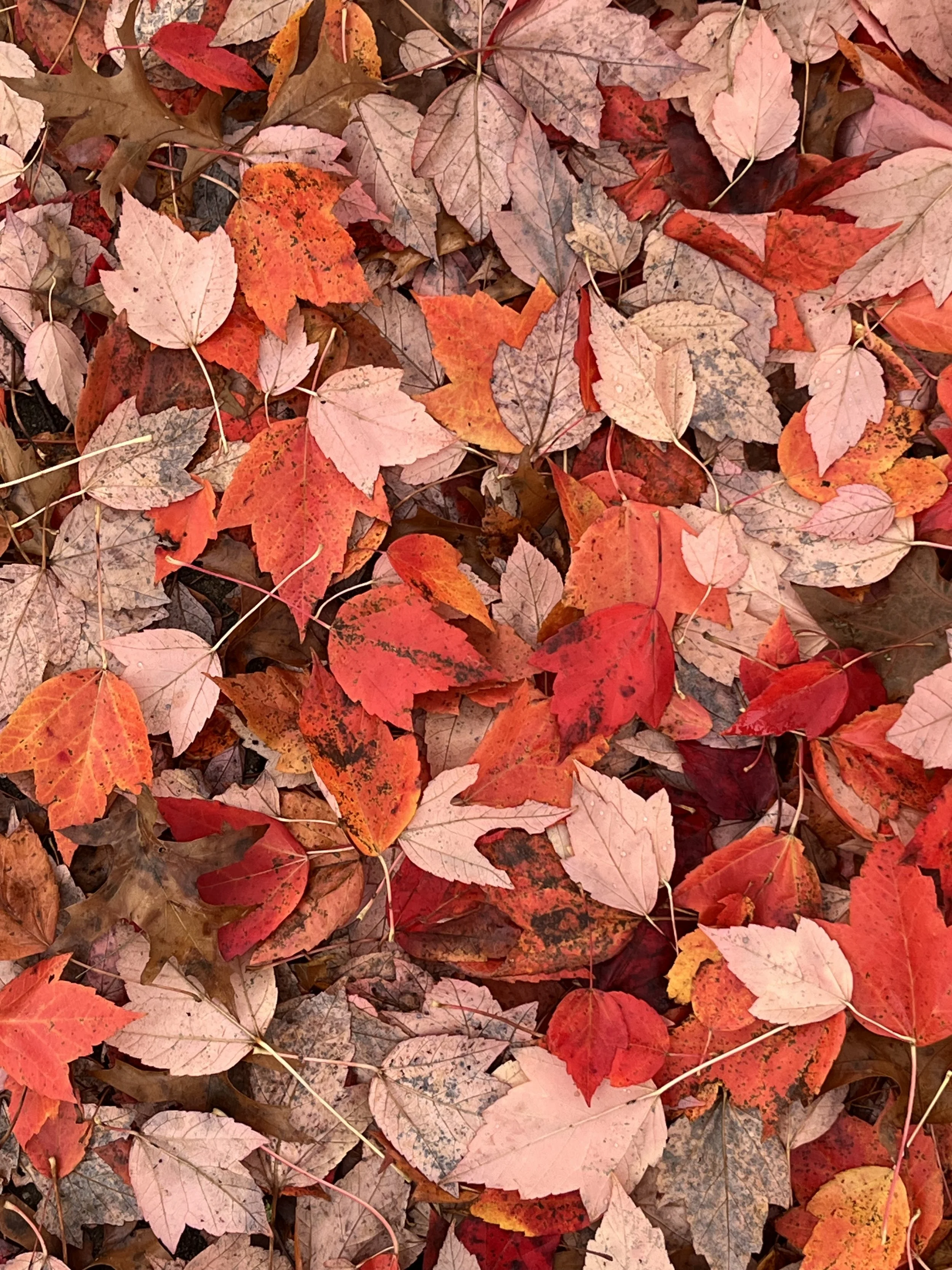 Cathy Manus-Gray Creative Studio